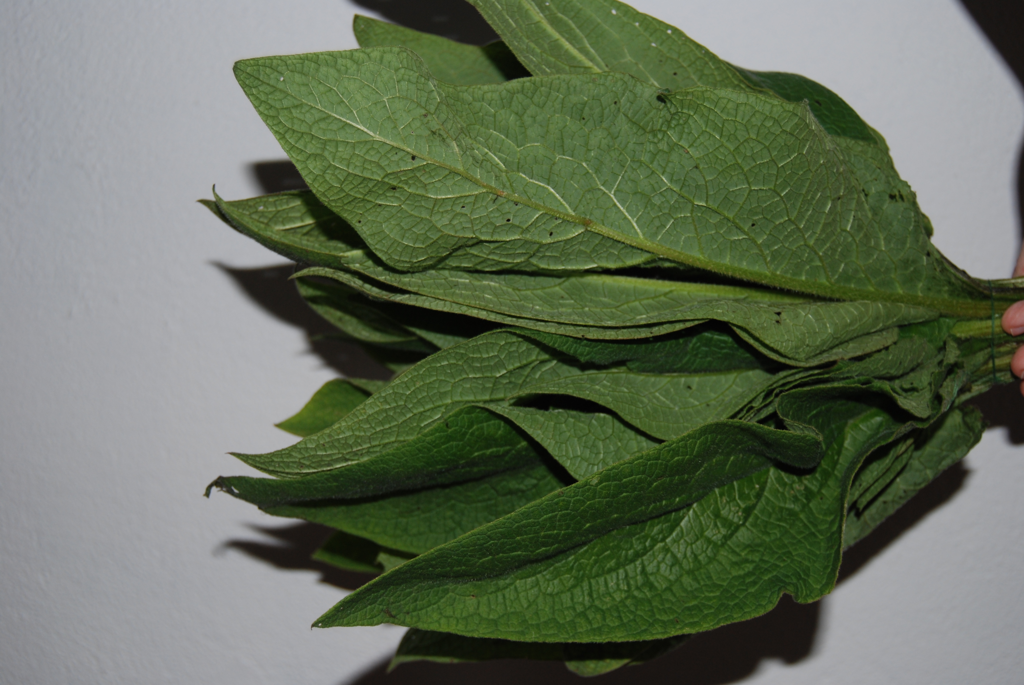 Consoude | Alandabio